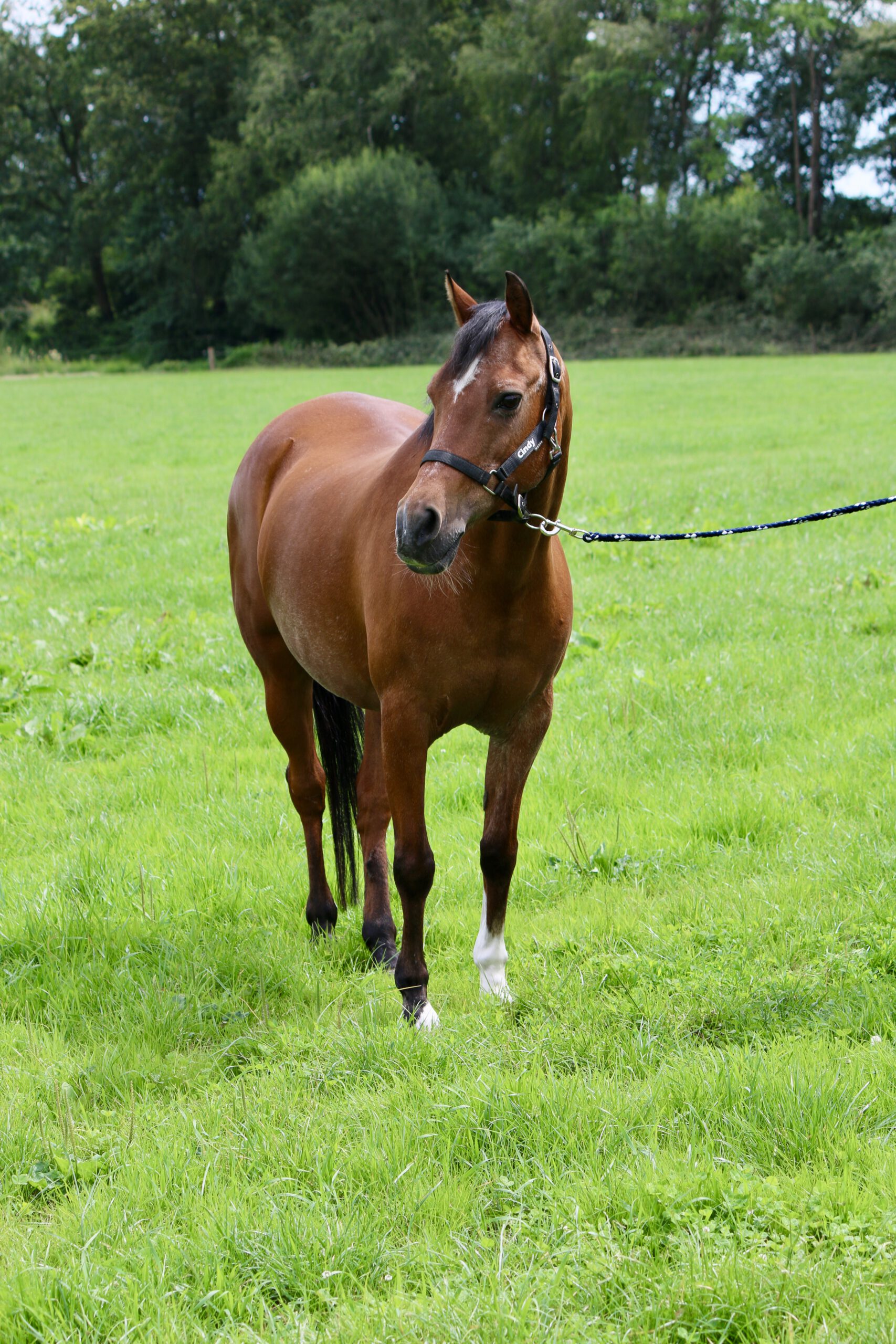 Ons Team – Paardjes & Praatjes